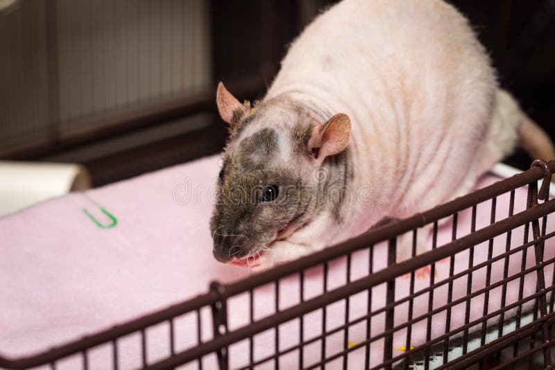 Patchwork Hairless Pet Rat stock image. Image of naked - 217222319