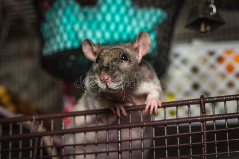 Patchwork Pelo Rata Mascota Foto de archivo - Imagen de remiendo ...