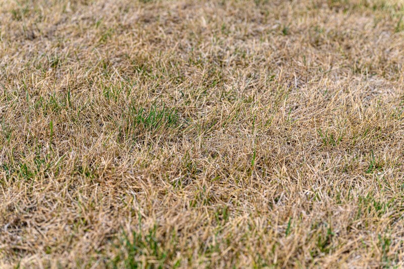 Patchy Grass, Lawn in Bad Condition and Need Maintenance Stock Photo ...
