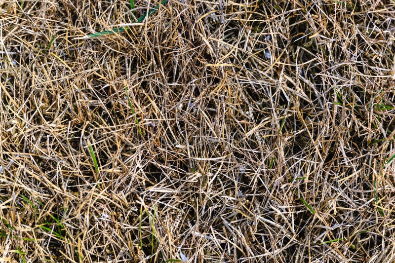 Patchy Grass, Lawn in Bad Condition and Need Maintenance Stock Photo ...