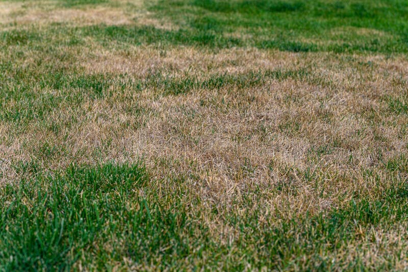 113 Turf Patches Stock Photos - Free & Royalty-Free Stock Photos from ...