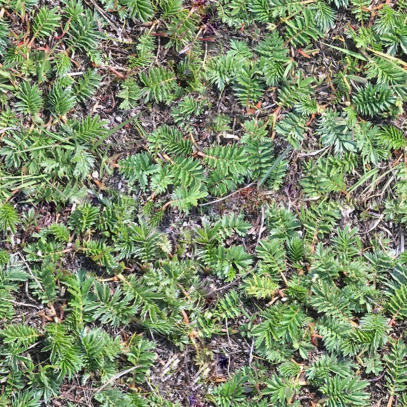 Patchy Green Grass Seamless Background Texture. Stock Photo - Image of ...