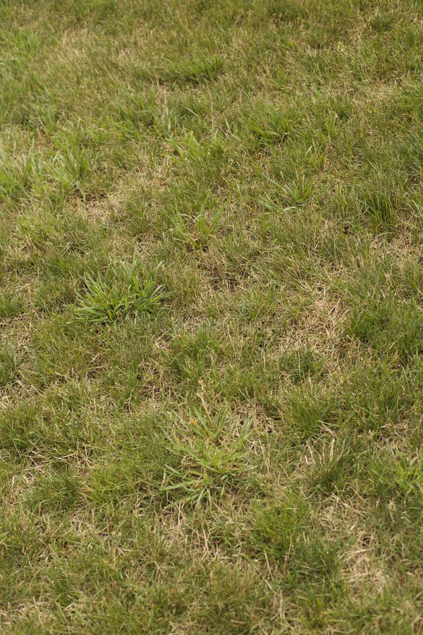 Patchy Green Grass Seamless Background Texture. Stock Photo - Image of ...