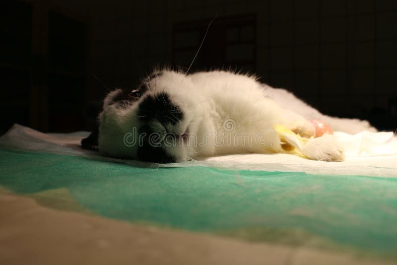 Patchy Rabbit on Operating Table Stock Photo - Image of snout, mammal ...