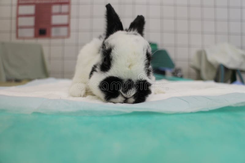 Patchy rabbit on table stock photo. Image of white, black - 116310124