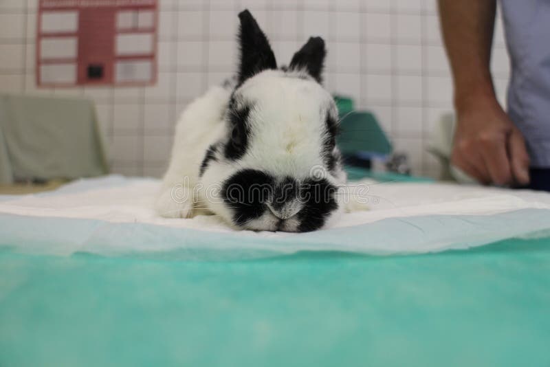 Patchy rabbit on table stock photo. Image of animal - 116310130