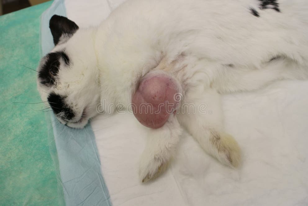 Patchy rabbit with tumor stock image. Image of tumour - 116310139