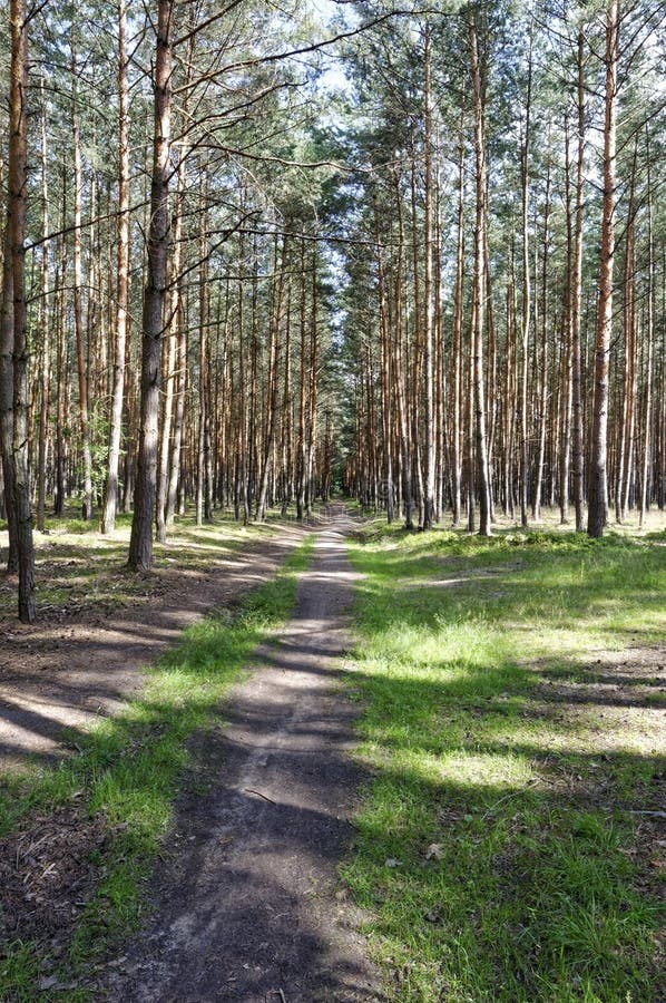A Patchy Road with Strips of Grass and Sand Going through a Forest ...