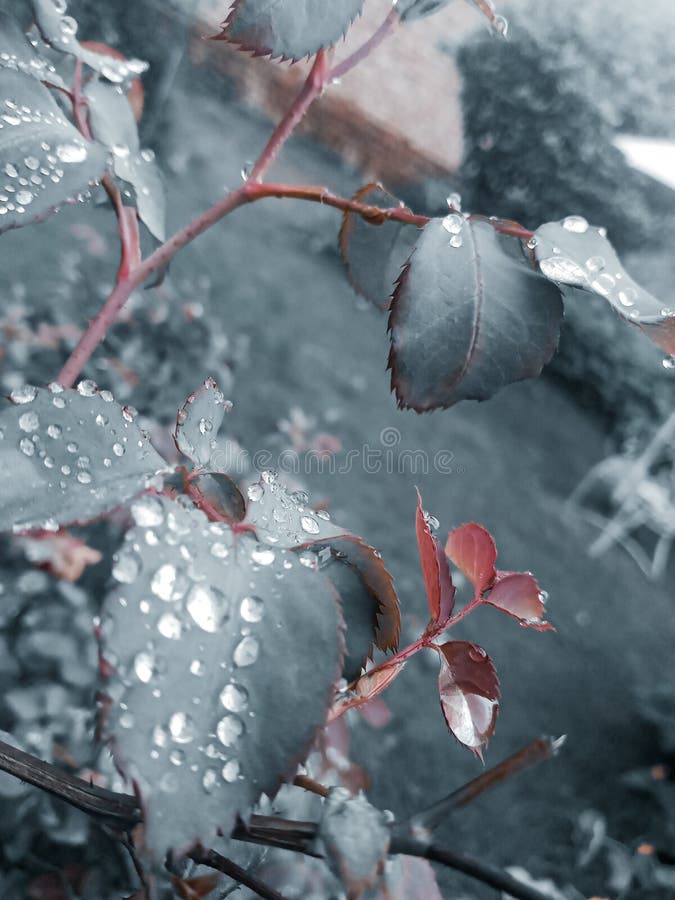 The patel of the rose stock image. Image of freezing - 180181499