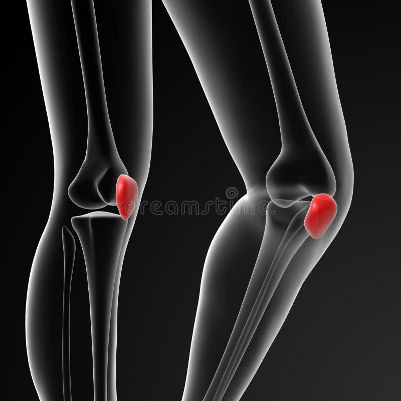 21+ Patella Free Stock Photos - StockFreeImages