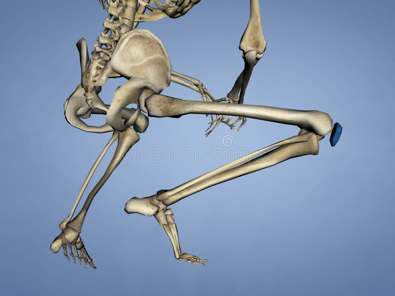Patella, 3D Model stock illustration. Illustration of skeleton - 95438601