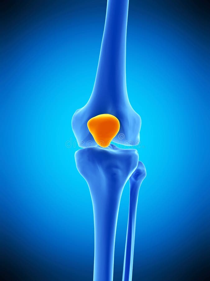 The patella stock illustration. Illustration of anatomy - 45381760