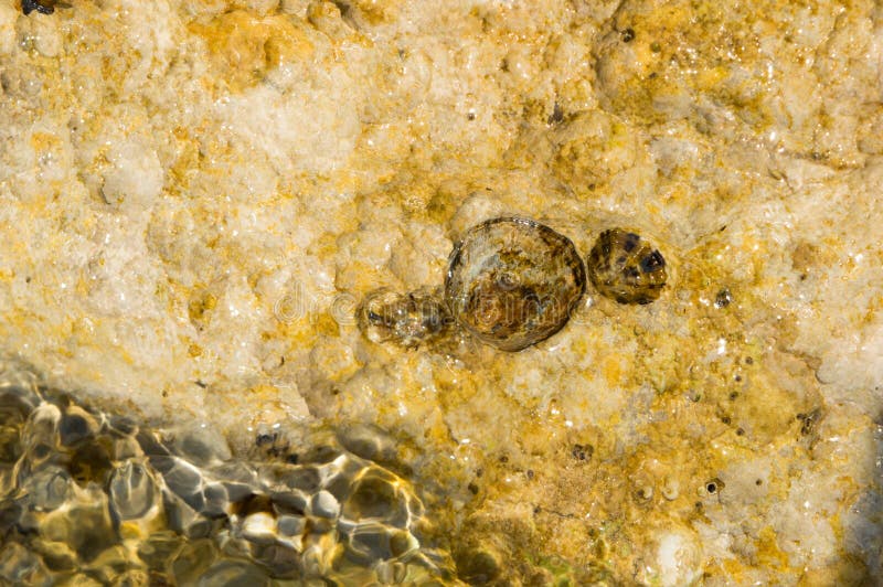 Patella Sea Snails on the Sea Rock Stock Image - Image of limpet, snail ...