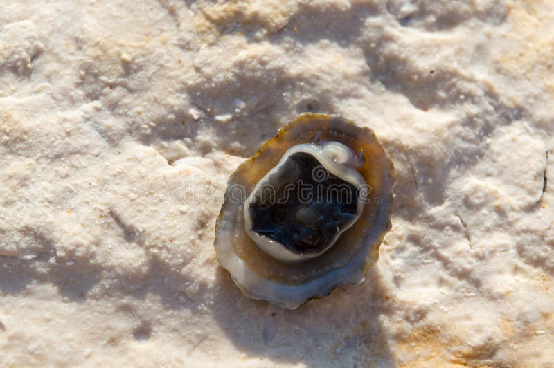 Patella sea snails stock photo. Image of aquatic, shell - 254940744