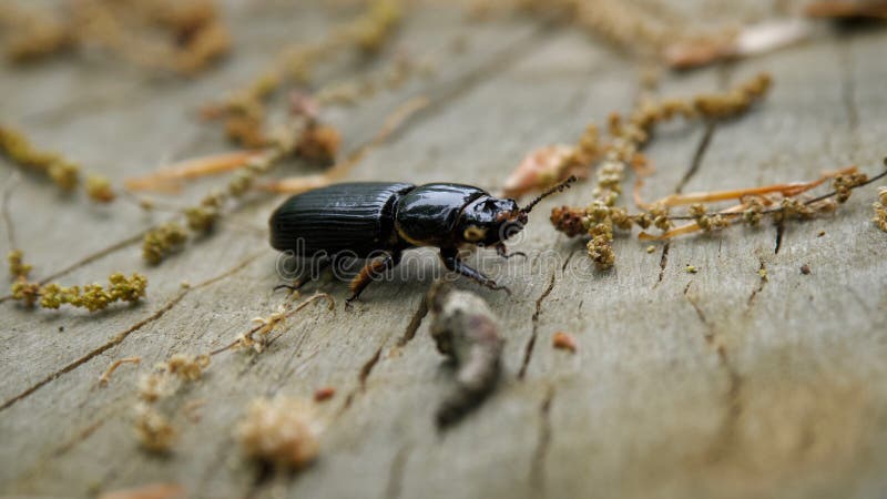 Patent-Leather Beetle Crawling Across Tree Stump Stock Photo - Image of ...