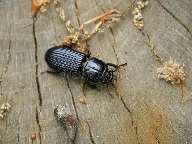 Patent-Leather Beetle Crawling Across Tree Stump Stock Image - Image of ...