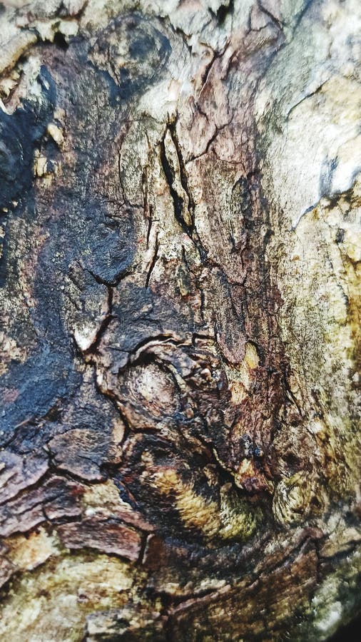 Patern of trees stock image. Image of forest, woodland - 229803193