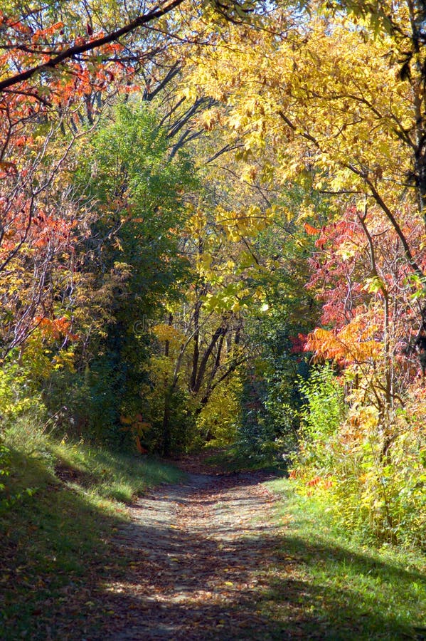 Path in maple forest stock image. Image of backcountry - 3579697