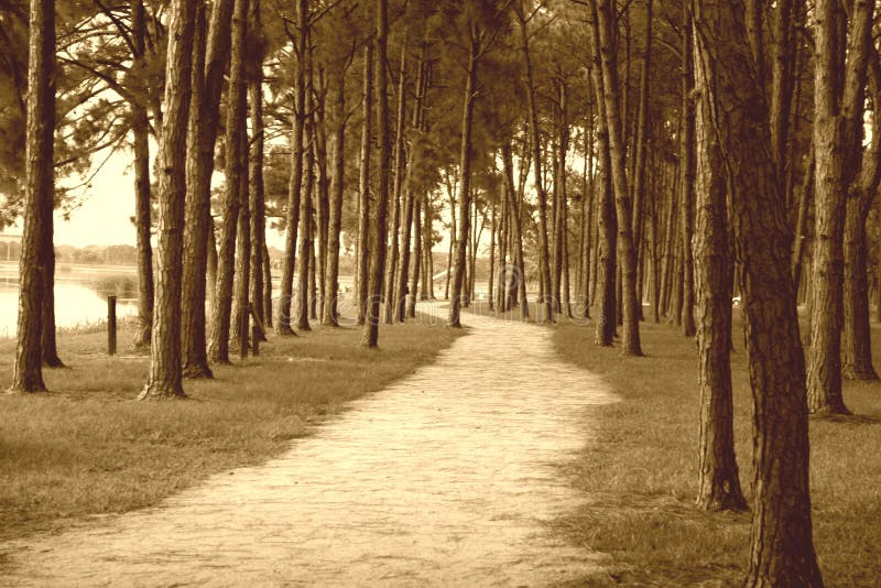 The Path stock image. Image of gary, nature, sepia, florida - 13180719
