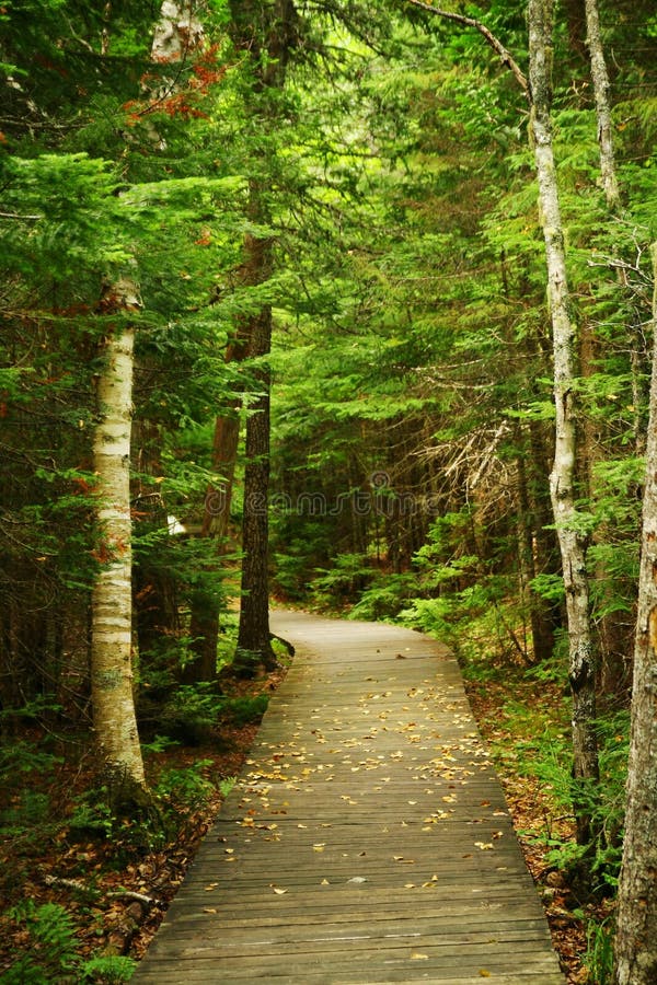 Birch trees on a path stock photo. Image of green, trees - 2418010