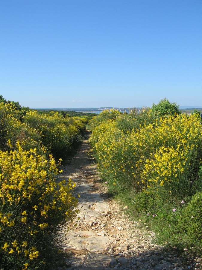 Path stock image. Image of sunset, nature, yellow, landscape - 14705429