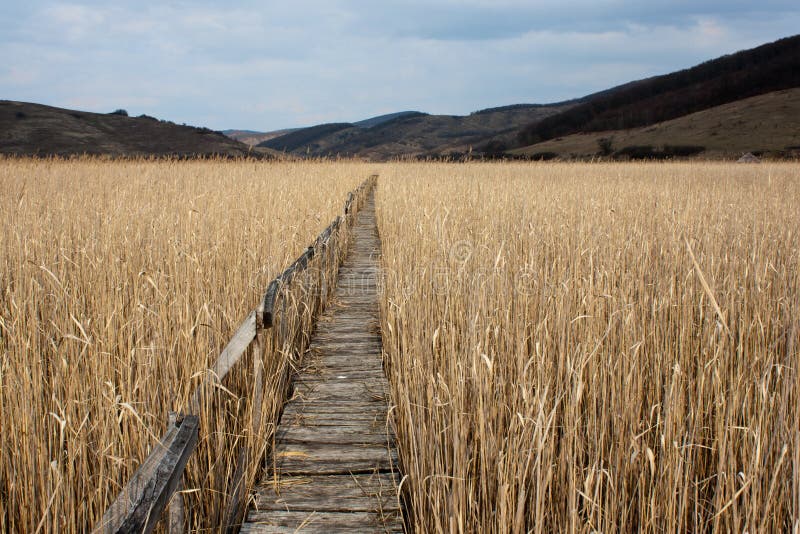 Path stock photo. Image of path, protected, mysterious - 19536032