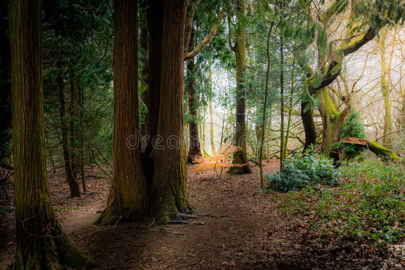 An Atmospheric Path Running through a Woodland in Haigh Woodland Park ...