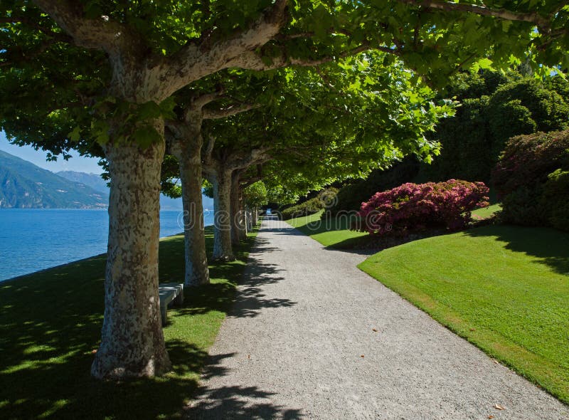 Tree Lined Path on Shore of Lake Como Stock Photo - Image of green ...