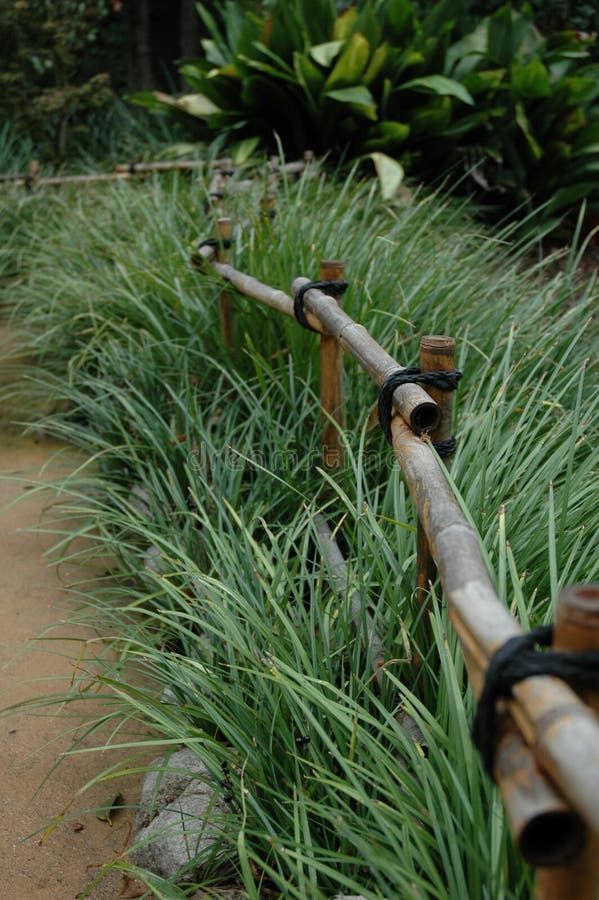 The Path stock photo. Image of crooked, foliage, sticks - 332910