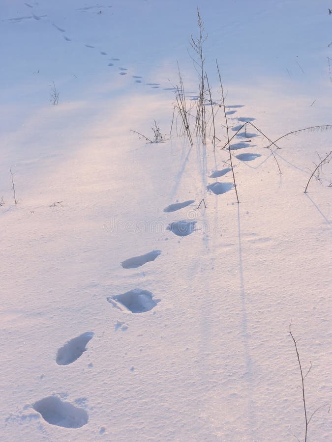 Tracks stock image. Image of wolf, animal, path, tracks - 425515
