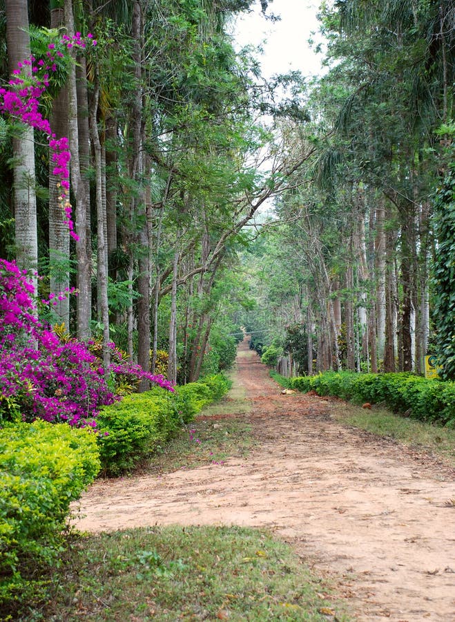 Path stock image. Image of forest, footpath, branch, curved - 5591865