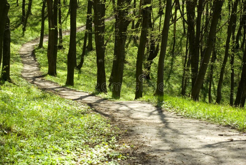 Path stock image. Image of natural, shadow, woods, misty - 4936837