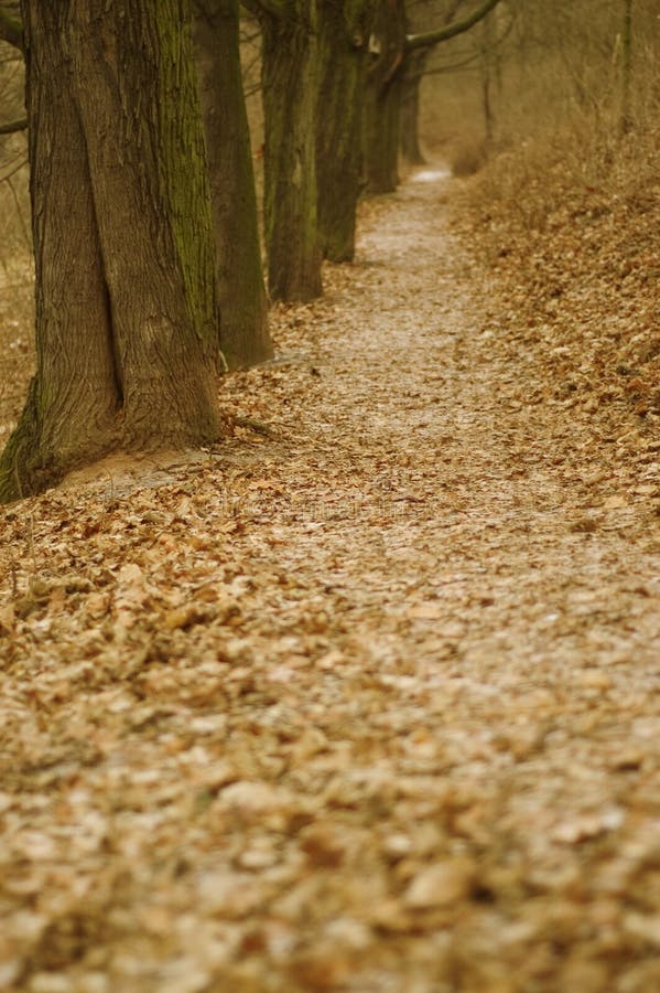 Path stock image. Image of landscape, park, outdoors, path - 500297