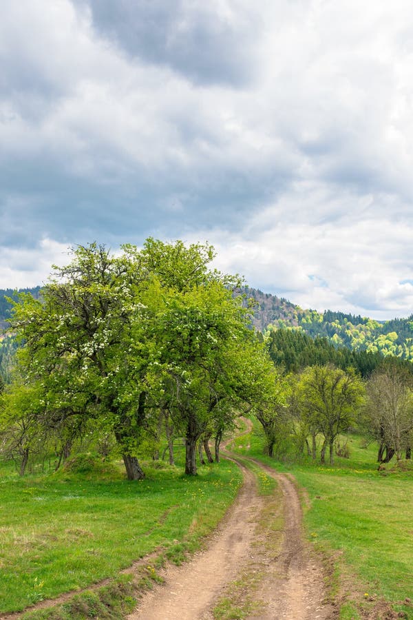 Path through Abandoned Orchard in Mountains. Stock Image - Image of ...
