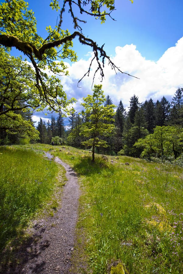 Path Across the Meadow Covered with Bright Grass Stock Photo - Image of ...