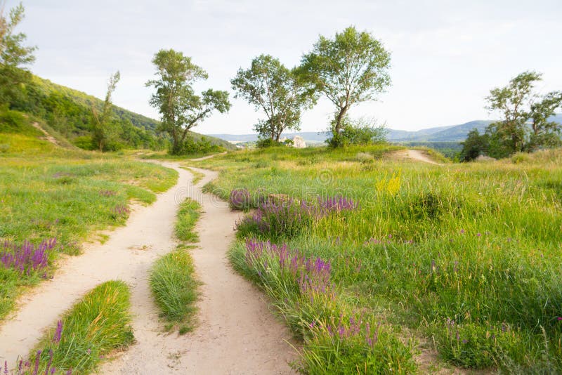 Meadow path with flowers stock photo. Image of summer - 119683820