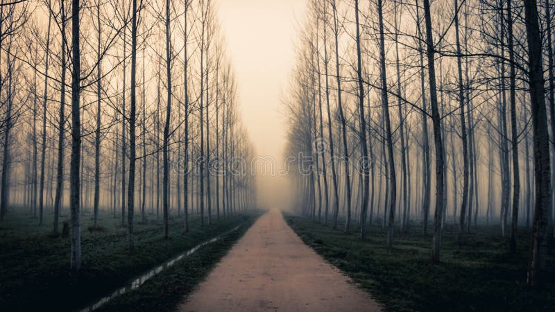 Follow the Path To Where You Want Stock Image - Image of follow, path ...