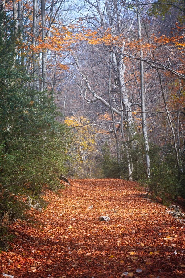 Path Across Woodlands in Autumn Stock Image - Image of leaf, bright ...