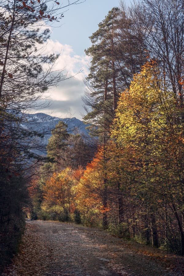 Path Across Woodlands in Autumn Stock Image - Image of crossroad ...