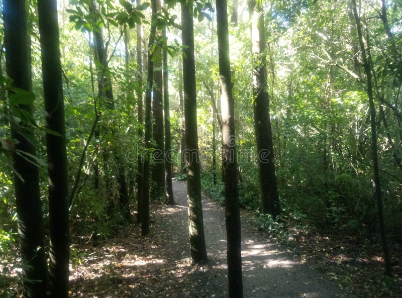 Path ahead stock photo. Image of jogging, bush, path - 96791392