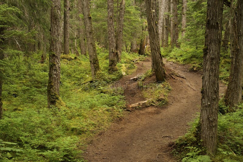 Path in Alaska through the Woods. Stock Image - Image of alaska, spruce ...