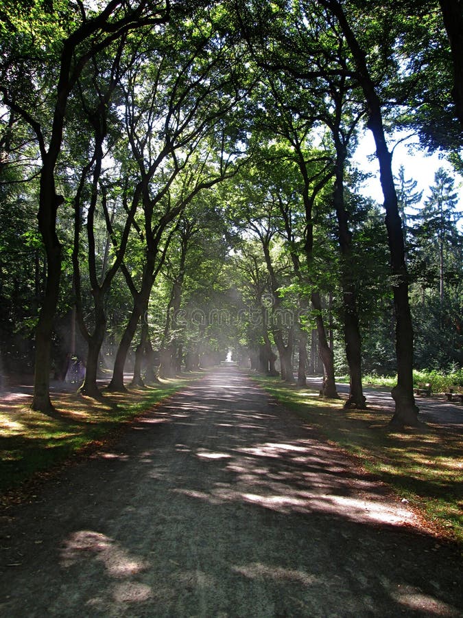 Path in the alley stock photo. Image of flower, white - 90358626