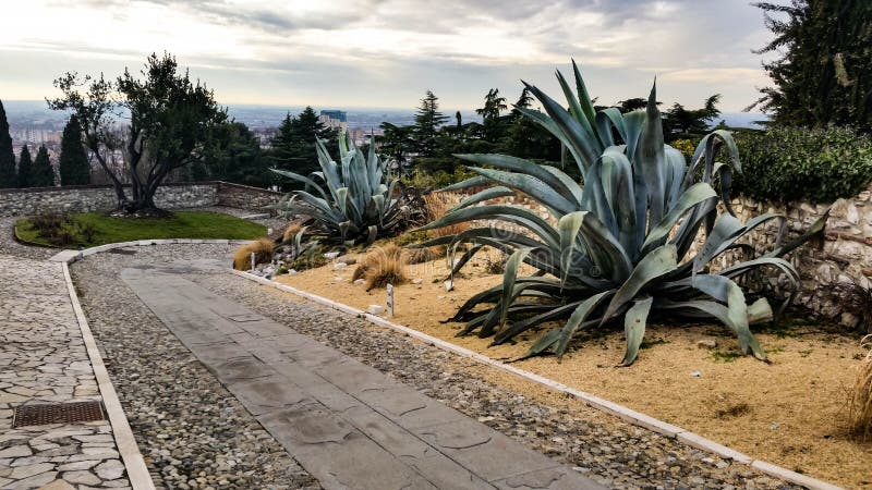 The path along the cactus stock image. Image of season - 127475967