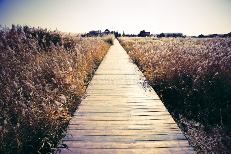 The Path Along the Cliff Reed Stock Image - Image of walkway, endless ...