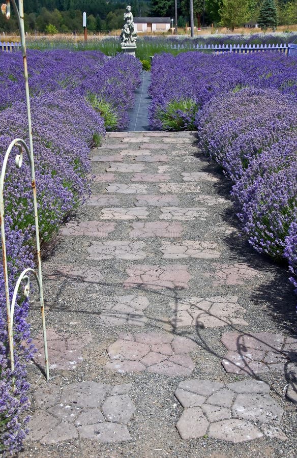 Path Along Lavender Fields stock image. Image of vertical - 47644359