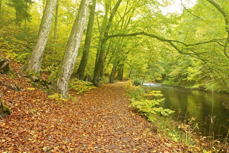 Creek in the woods stock photo. Image of eastern, exteriors - 79958780
