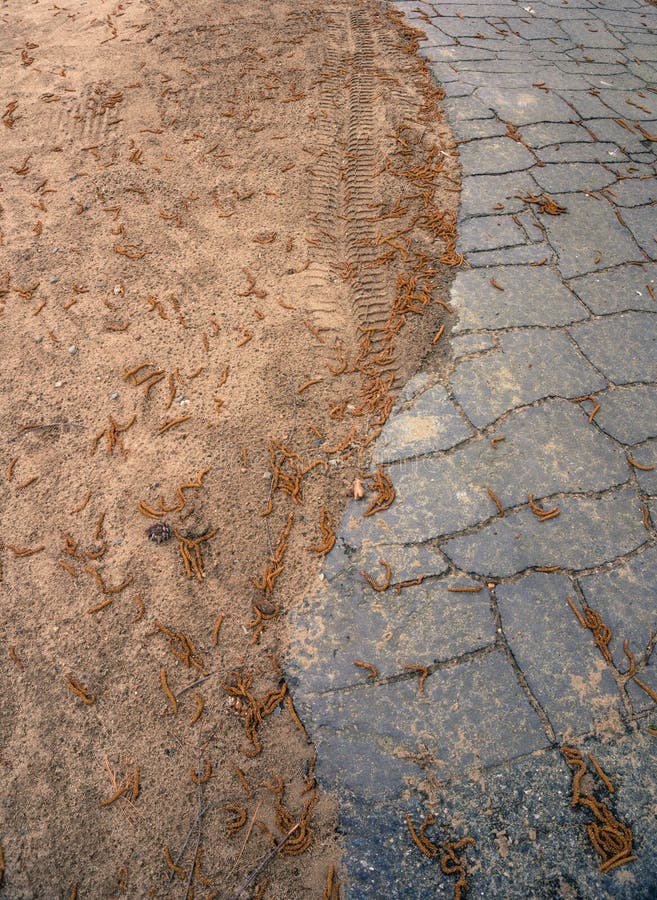 Path along sandy Beach stock photo. Image of winding - 54561796