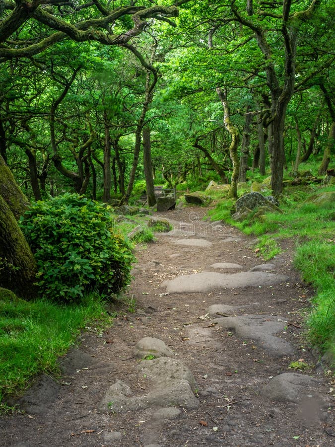 A Pathway through the Woods Stock Image - Image of environment, branch ...