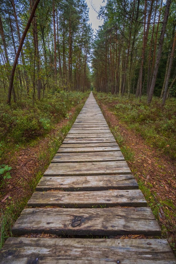 Path Along the Swamp in Lithuania, Varnikai Stock Photo - Image of ...