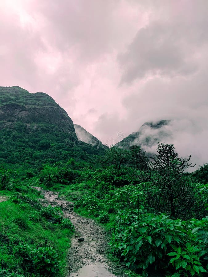 The Path On The Hill With Spruces Near Steep Slope With A Valley And ...